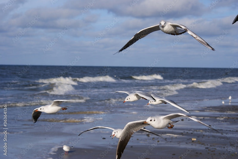 How to Deter Seagulls: Humane, Long-Term Solutions to Keep Seagulls ...