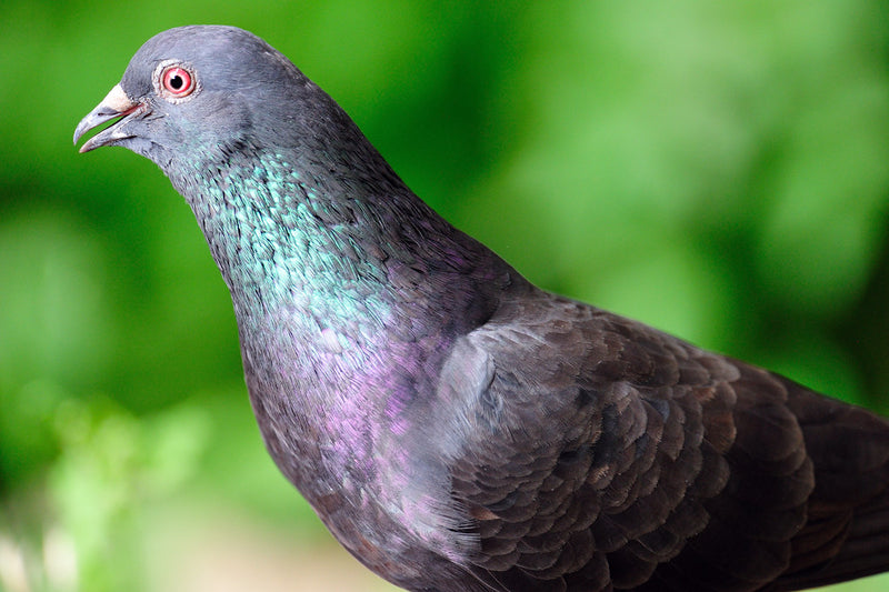EXPLORING PIGEON CULLING METHODS: POISONING, SHOOTING, TRAPPING, AND ...