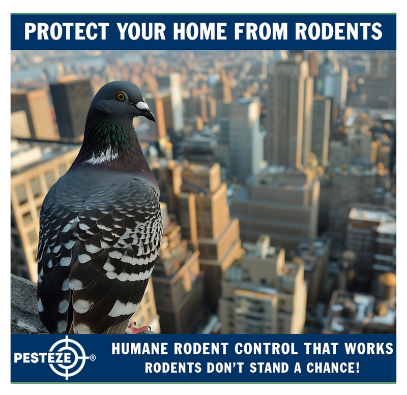 SMART STRATEGIES TO KEEP CITY BIRDS IN CHECK - Pesteze