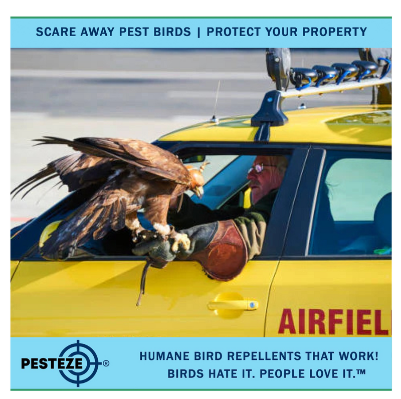 ENSURE SAFE SKIES WITH EFFECTIVE BIRD DETERRENTS AT AIRPORTS! - Pesteze