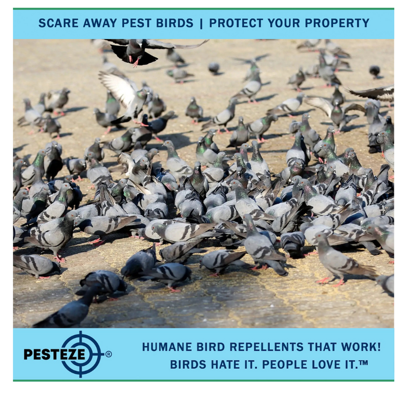 PROTECT YOUR ZOO WITH HUMANE BIRD DETERRENCE STRATEGIES - Pesteze