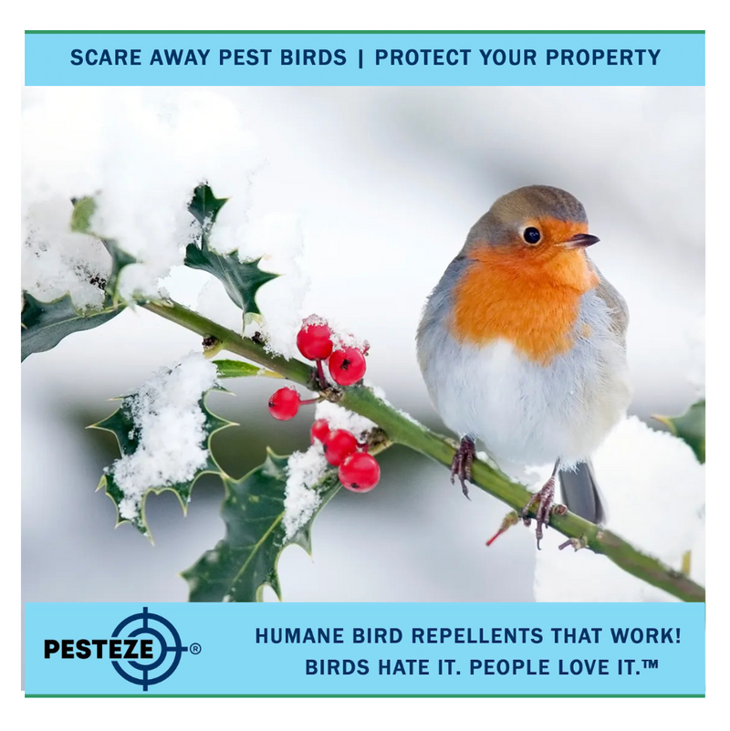 HOW TO DETER BIRDS IN SNOWY CONDITIONS: PROTECT YOUR PROPERTY THIS ...