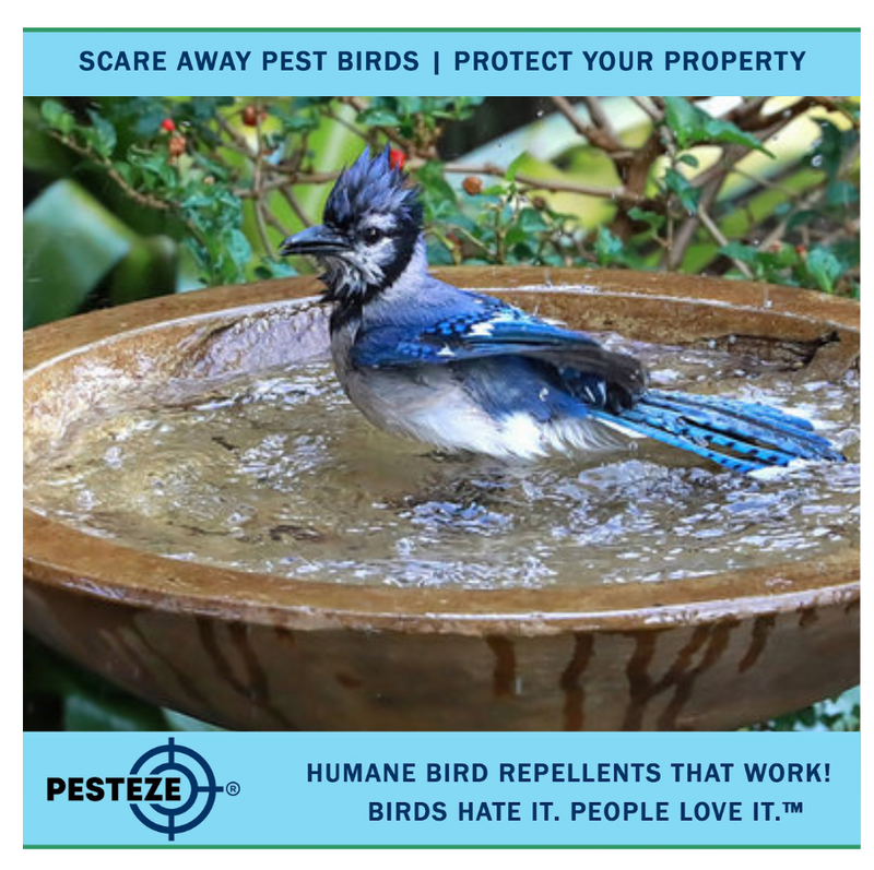HOW TO DETER BIRDS FROM SPLASHING IN BIRD BATHS: KEEPING YOUR GARDEN ...