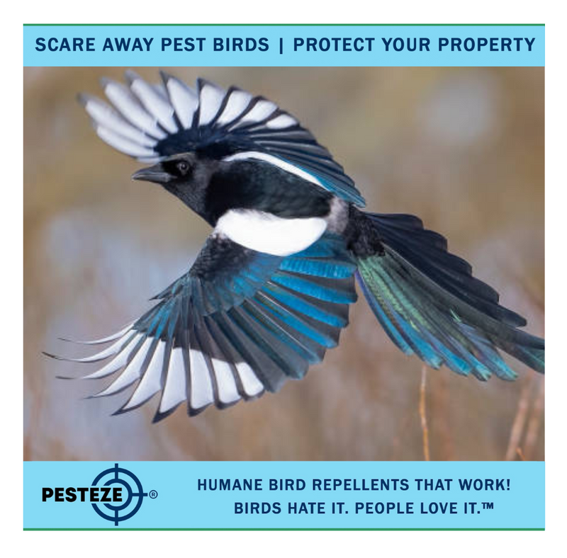 HOW TO DETER MAGPIES: PROTECTING YOUR GARDEN AND PROPERTY! - Pesteze