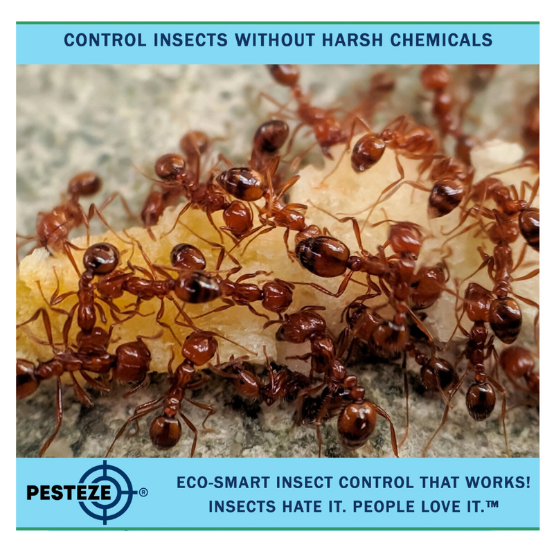 EFFECTIVE METHODS TO DETER FIRE ANTS IN YOUR GARDEN - Pesteze