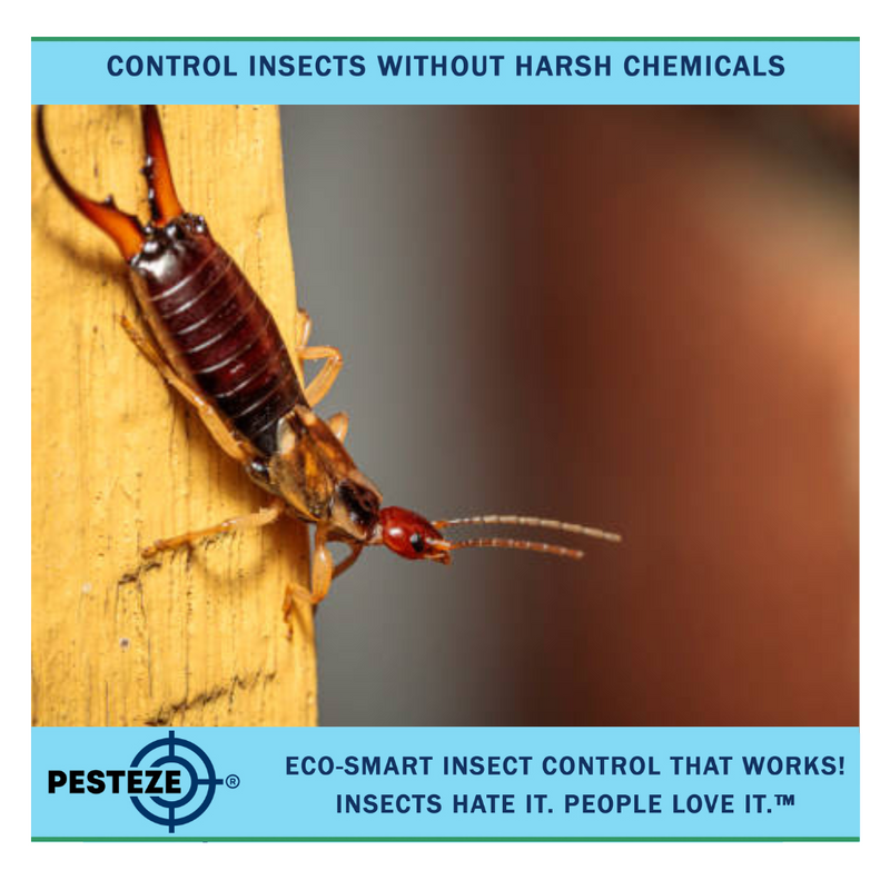 KEEP EARWIGS OUT OF YOUR BASEMENT CORNERS WITH EASY METHODS - Pesteze