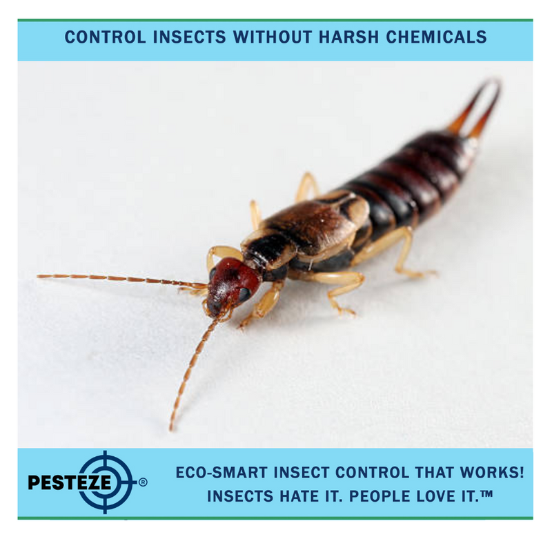 How to Keep Earwigs Out of Your Garden – Pesteze