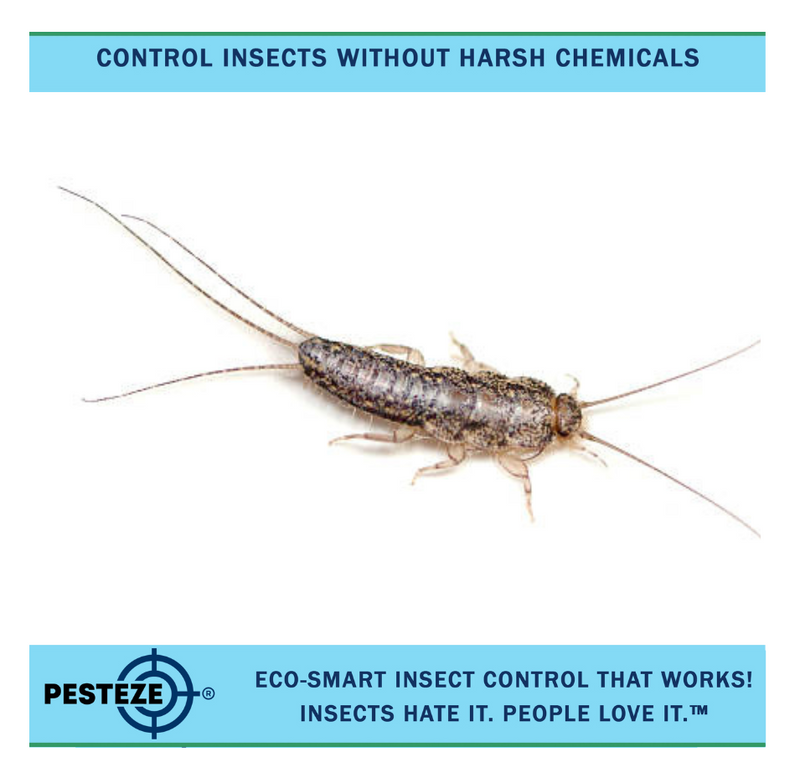 KEEP SILVERFISH OUT OF YOUR BASEMENT FOR GOOD - Pesteze