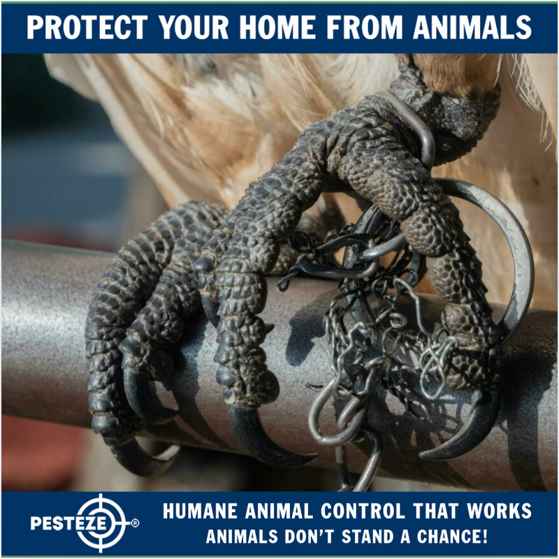 TOP MISTAKES TO AVOID IN DIY ANIMAL CONTROL - Pesteze