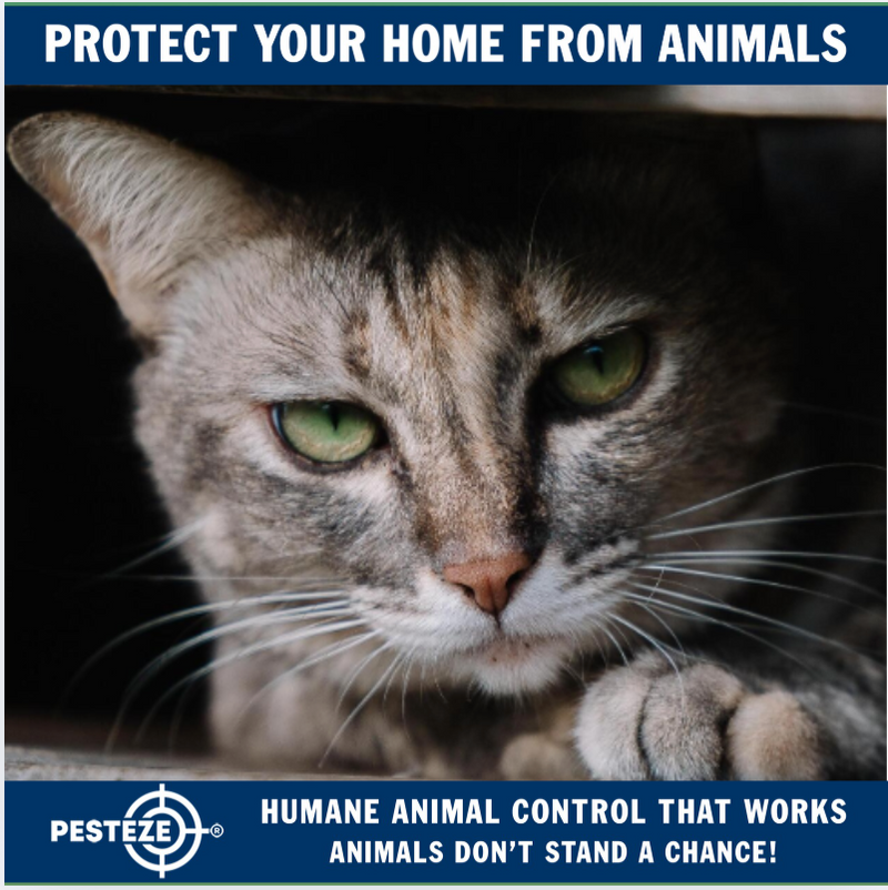 WHEN TO CALL ANIMAL CONTROL: A QUICK GUIDE - Pesteze