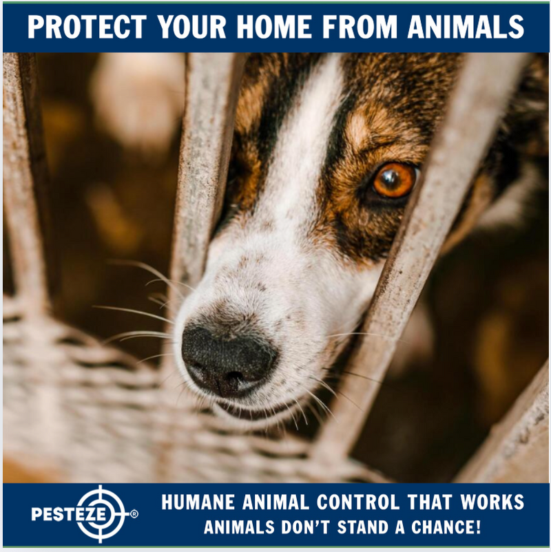 YOUR RIGHTS AND RESPONSIBILITIES IN ANIMAL CONTROL CASES - Pesteze