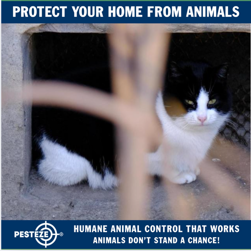 ANIMAL CONTROL AND NEIGHBORHOOD SAFETY: WHAT TO KNOW – Pesteze