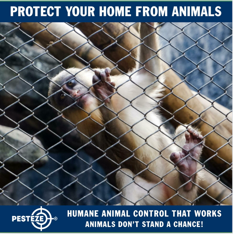 HOW TO REMOVE ANIMALS WITHOUT HARMING THEM – Pesteze