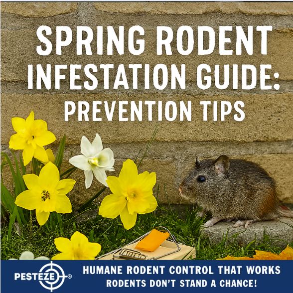 SPRING RODENT INFESTATION GUIDE: PREVENTION TIPS - Pesteze