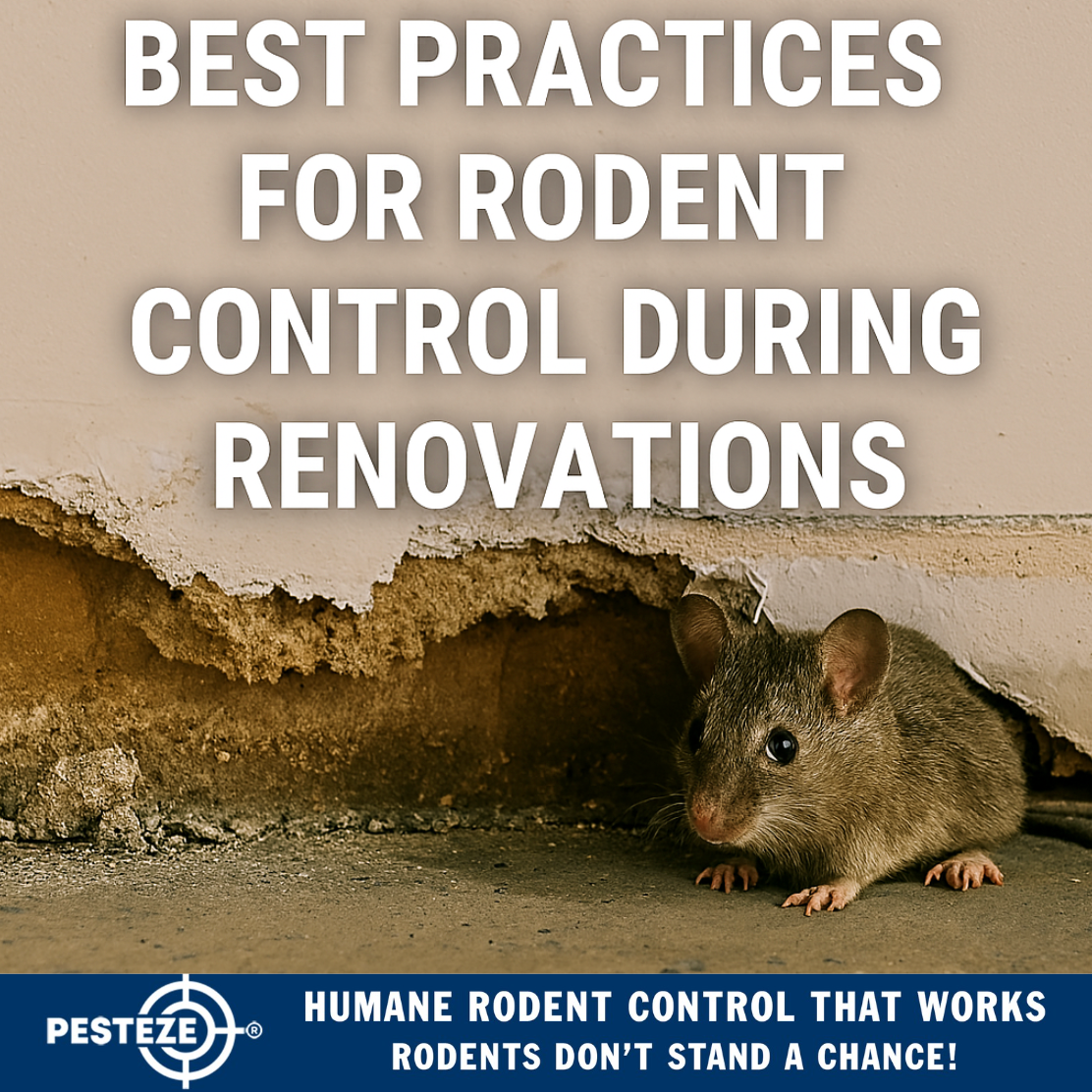 Best Practices for Rodent Control During Renovations – Prevent Pests ...