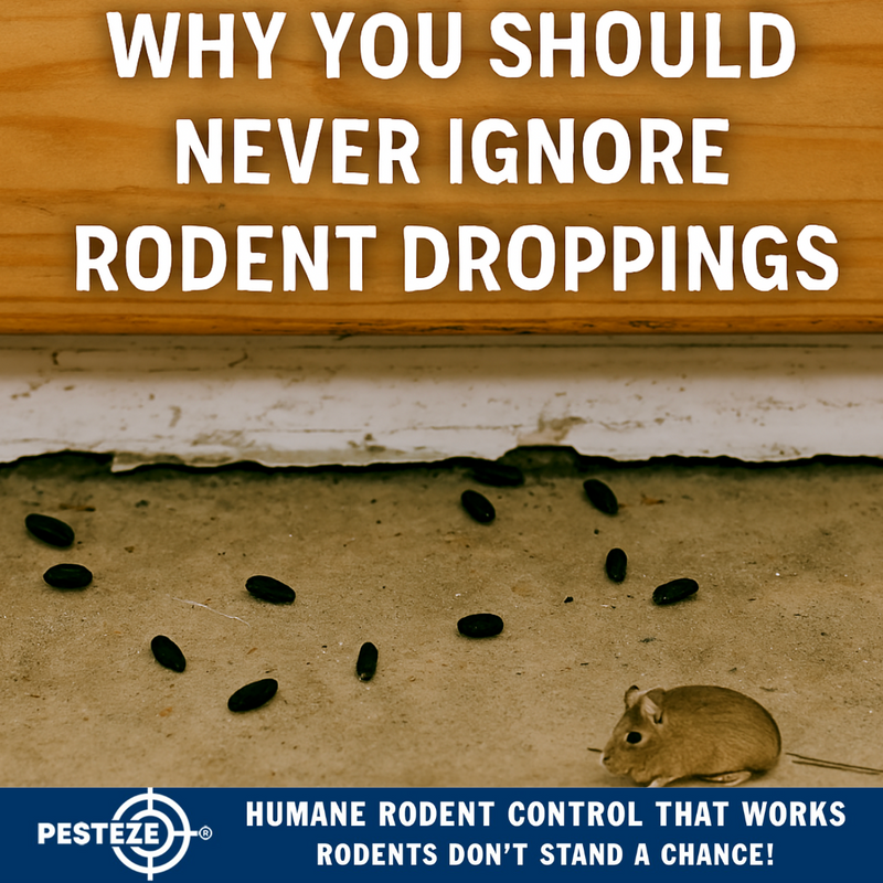 Why You Should Never Ignore Rodent Droppings – Health & Safety Risks ...