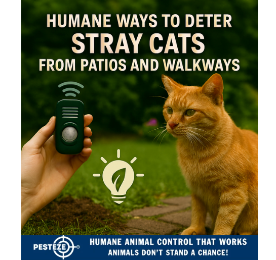 Humane Stray Cat Deterrents for Patios | PESTEZE® – Pesteze